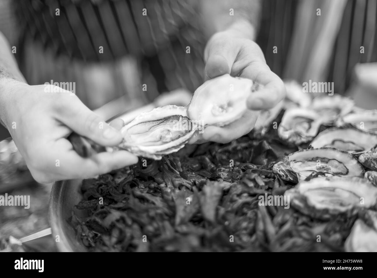 Shucking oysters hi-res stock photography and images - Alamy