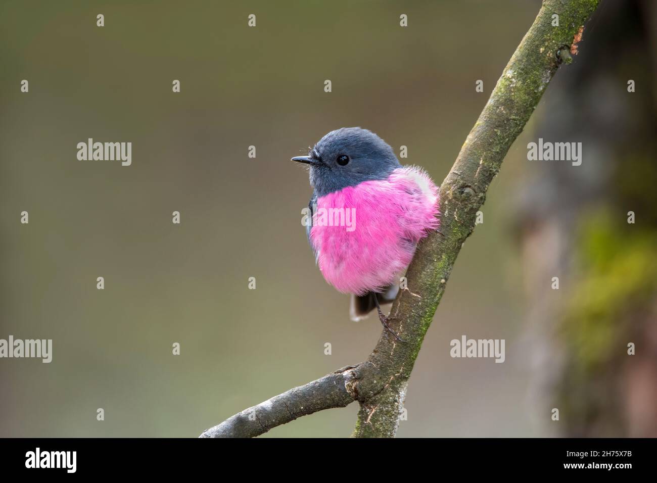 Pink Robin Petroica rodinogaster Cradle Mountain National Park ...