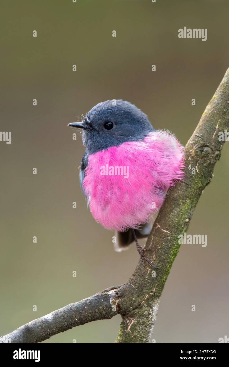 Pink Robin Petroica rodinogaster Cradle Mountain National Park ...