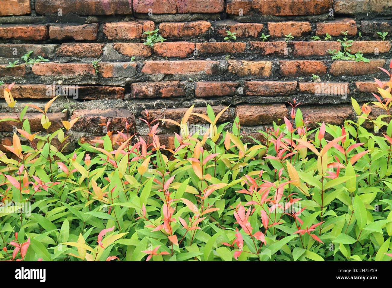 Hedge And Brick Wall High Resolution Stock Photography and Images - Alamy