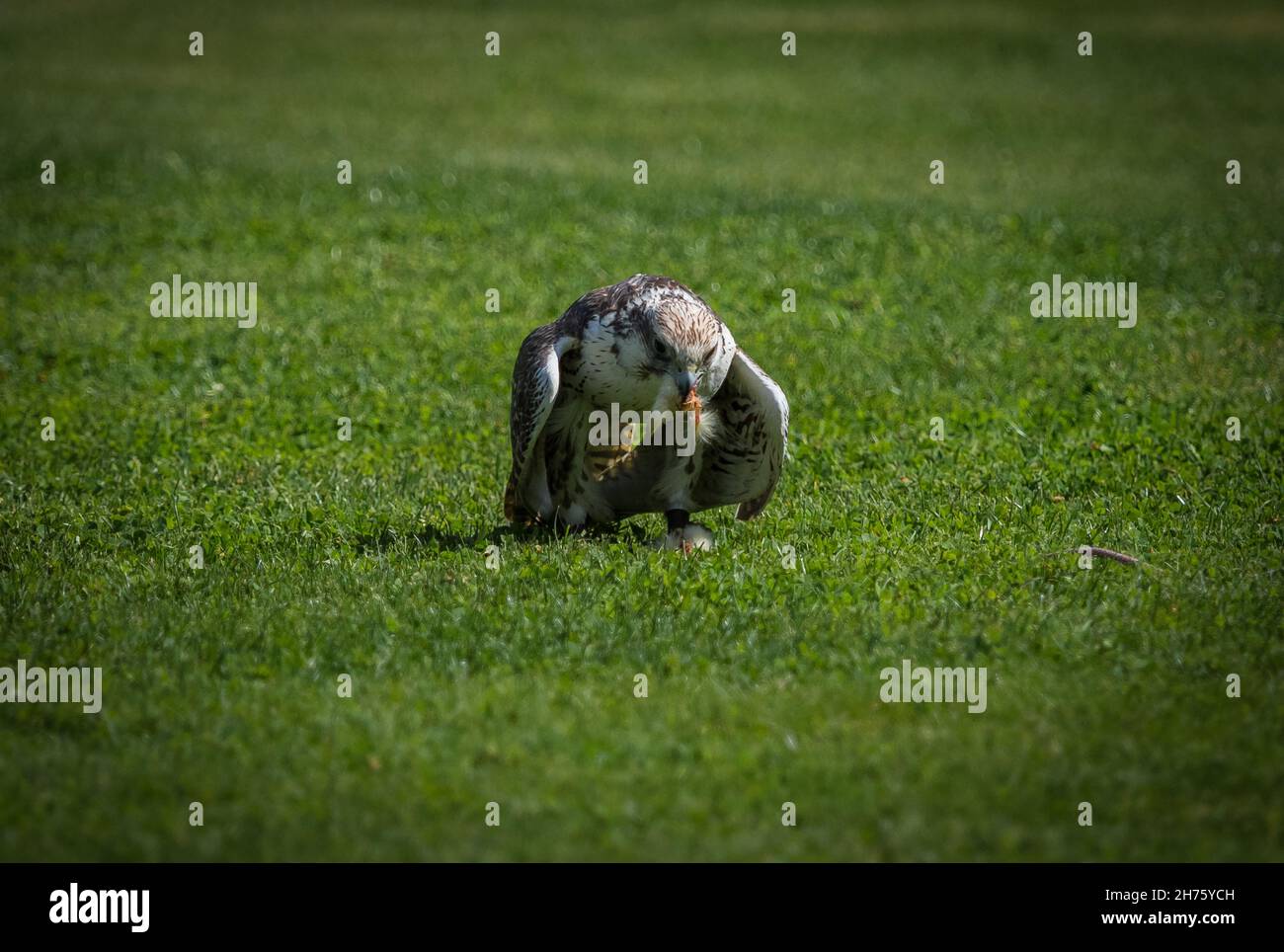 raptor bird closeup falcon fauna bird ornithology animal copyspace ...