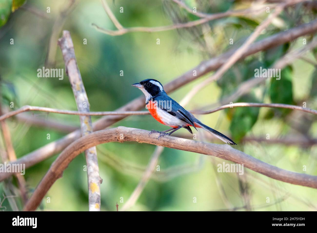 Red-breasted Chat Granatellus venustus Cabo Corrontes, Jalisco, Mexico ...