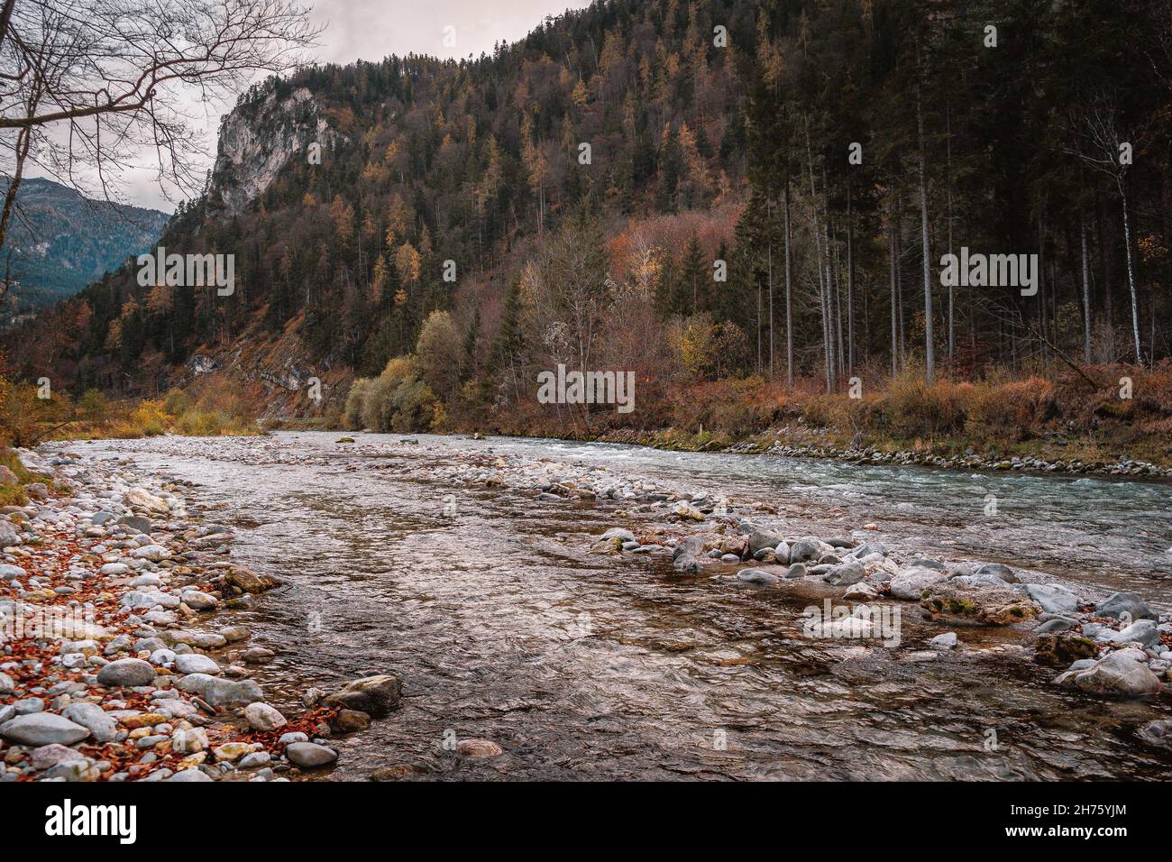 View of the dense forest and the small river in the foreground Stock ...