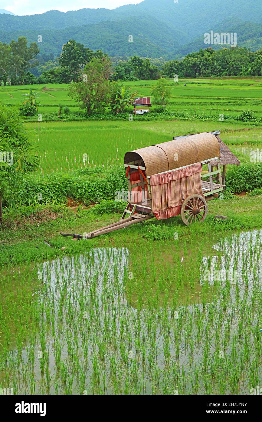 Beautiful Paddy Fields with an Old Bullock Cart, Northern Region ...