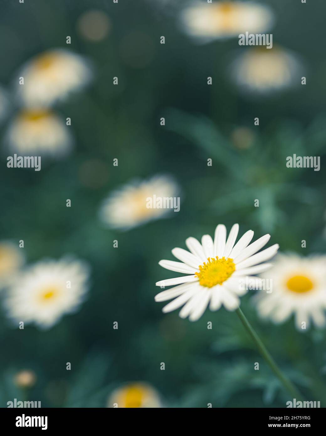 Vertical selective focus of daisy flowers growing in the field Stock ...