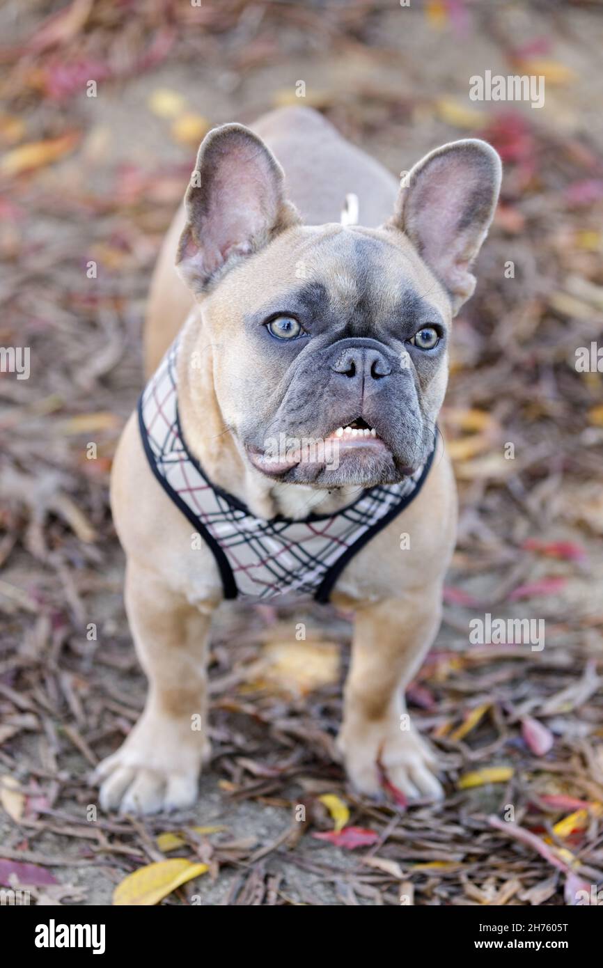 6-Month-Old Blue Sable Male Frenchie with Autumn Leaves Background. Off ...