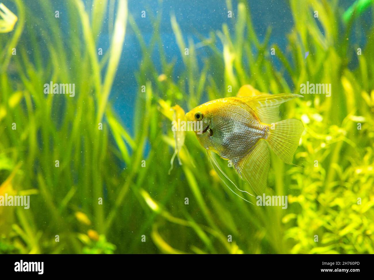 Red fish swim in algae hi-res stock photography and images - Alamy