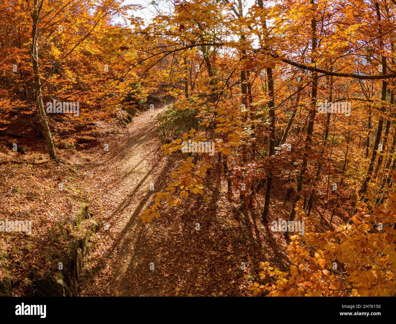 São Lourenço Beech Tree Forest, pathway leaves fall in ground landscape ...