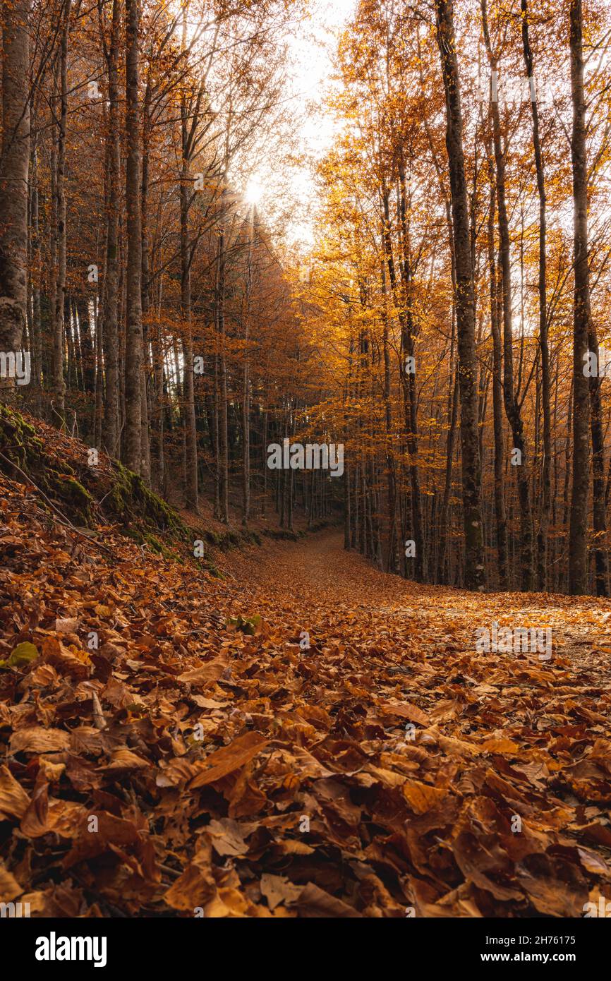 São Lourenço Beech Tree Forest, pathway leaves fall in ground landscape ...