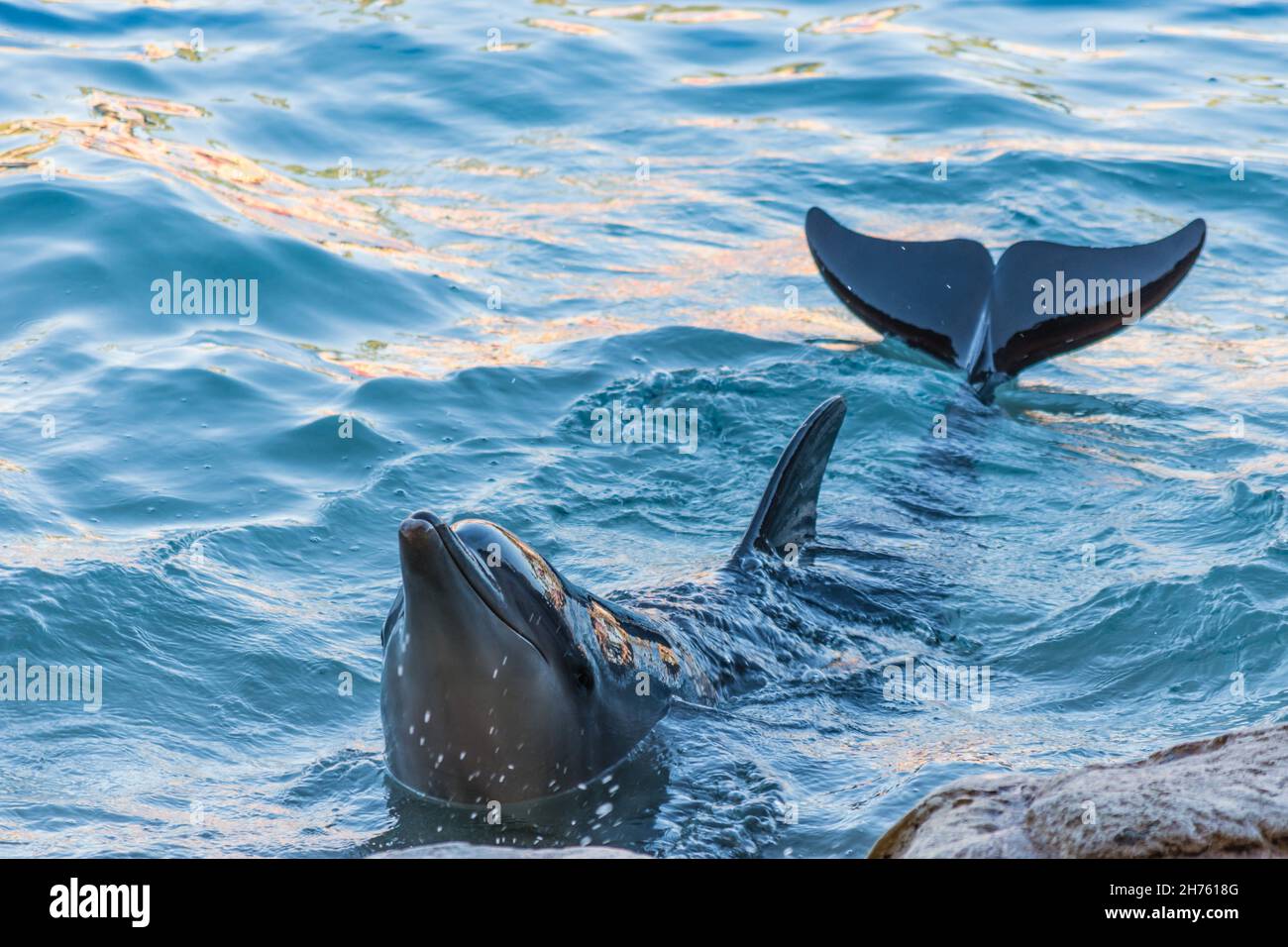 Dolphin looking out water hi-res stock photography and images - Alamy
