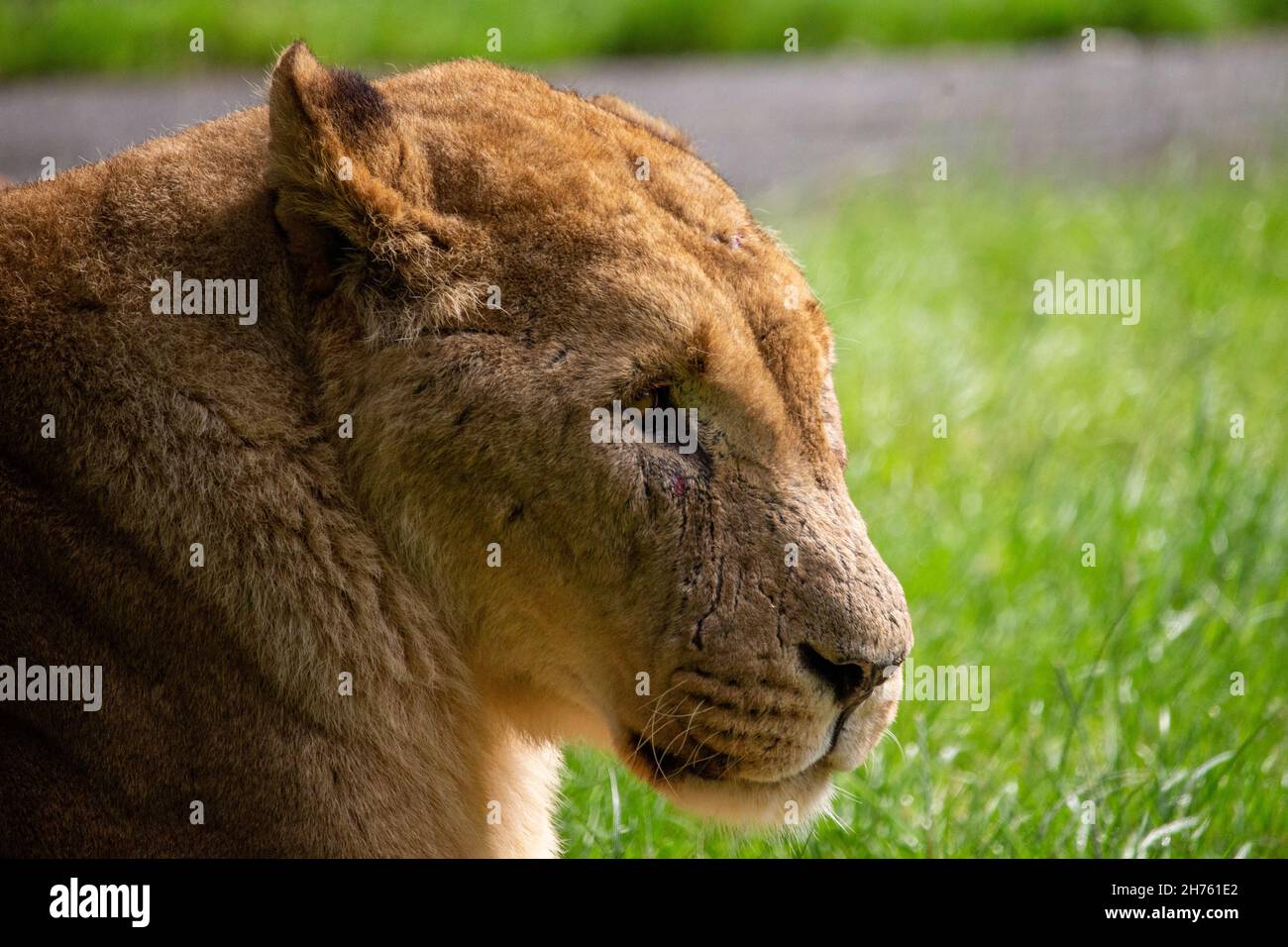 male lion sitting Stock Photo - Alamy