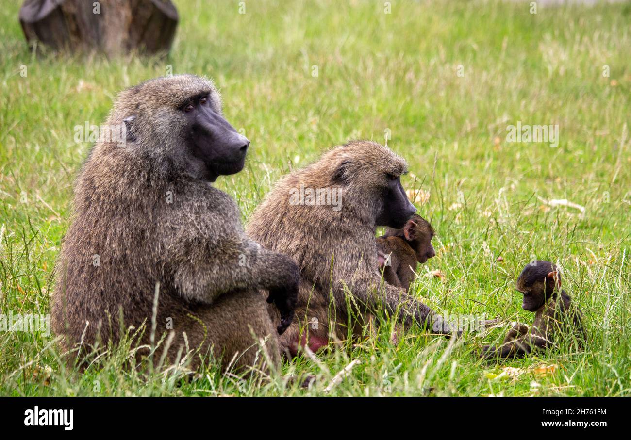 baboons feeding baby Stock Photo - Alamy