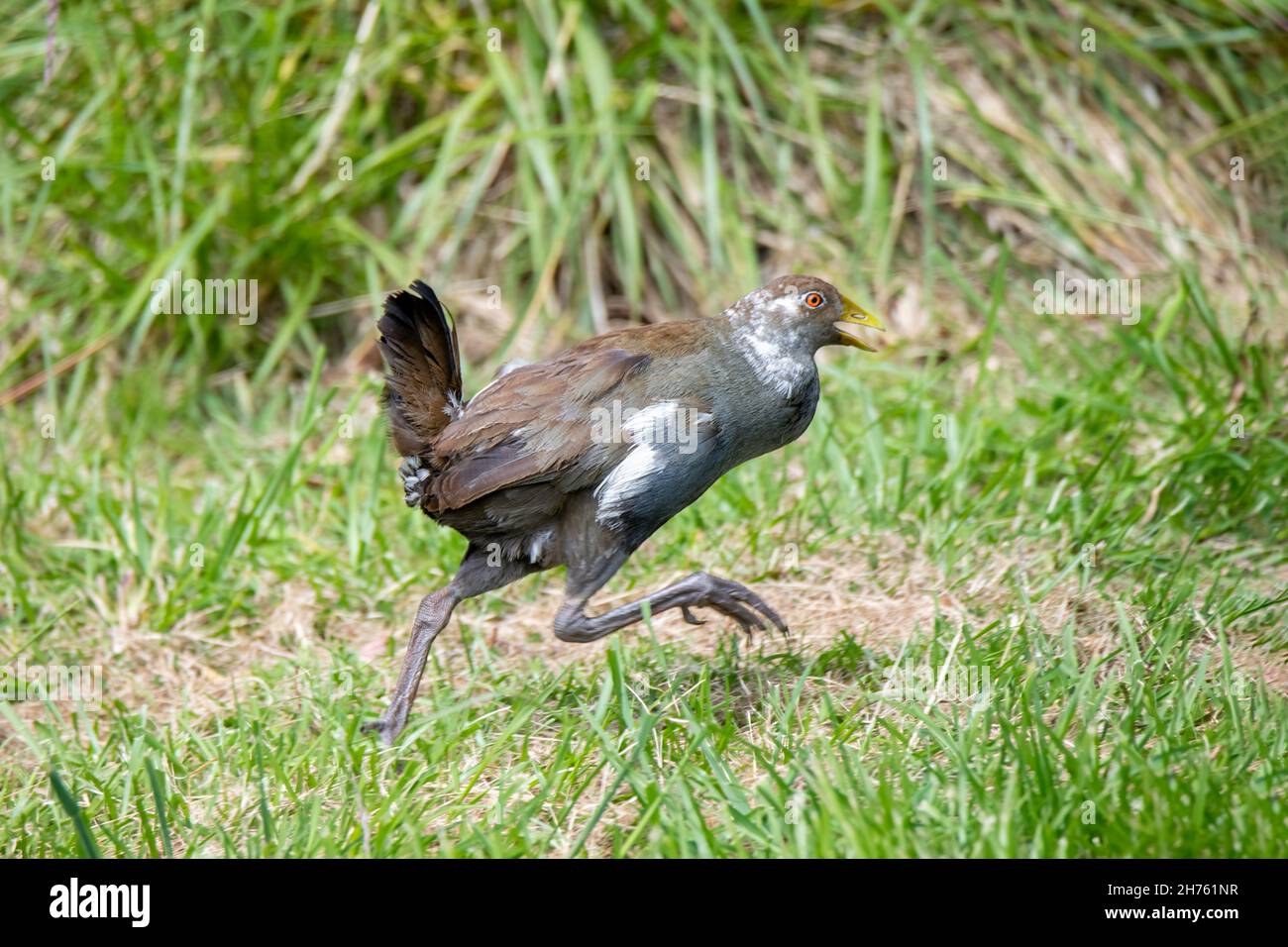 Tasmanian nativehen hi-res stock photography and images - Alamy