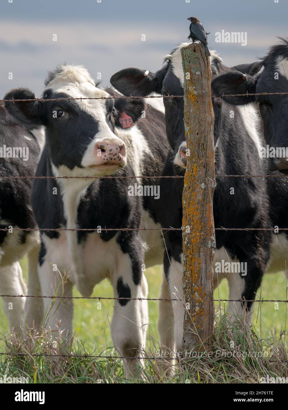 Vertical shot of a herd of Holstein breed cows on the farm Stock Photo ...