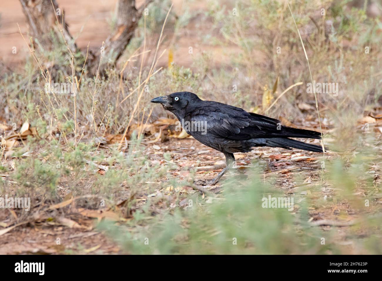 Torresian Crow Corvus orru Alice Springs, Northern Territory, Australia ...