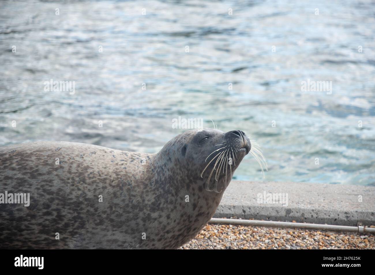 Closeup of a seal on pebbly pavement beside a pool at a zoo Stock Photo ...