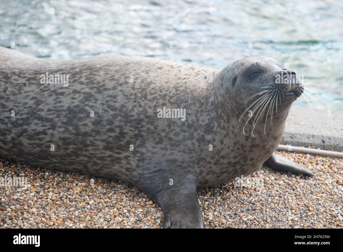 Closeup of a seal on pebbly pavement beside a pool at a zoo Stock Photo ...
