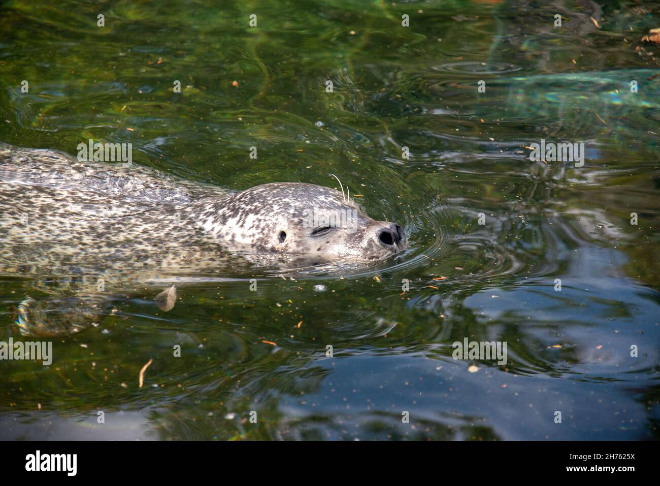 Closeup of an otter swimming in a pool at a zoo Stock Photo - Alamy