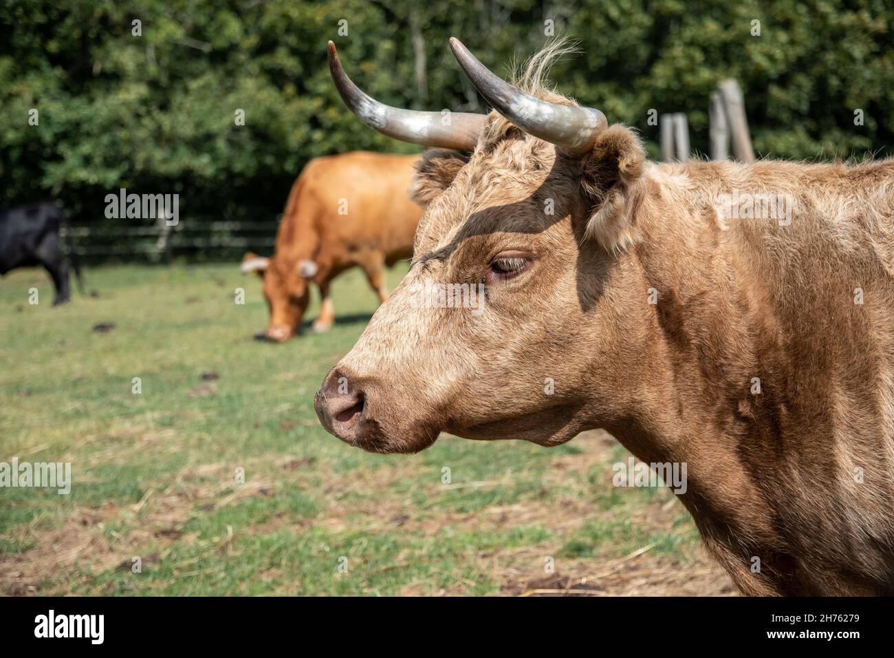 Pointy horns hi-res stock photography and images - Alamy