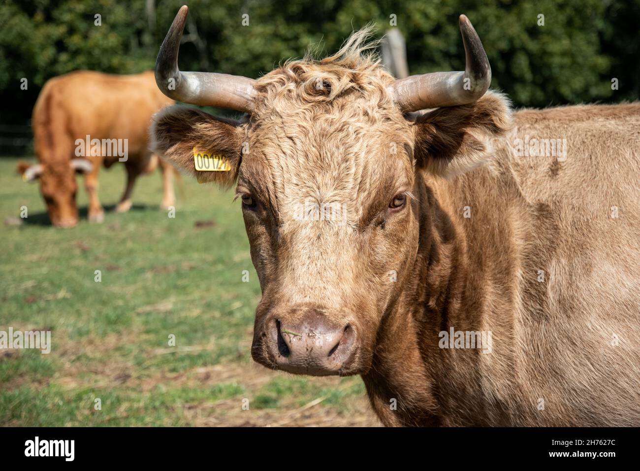 Closeup of a bull at a farm with pointy horns Stock Photo - Alamy