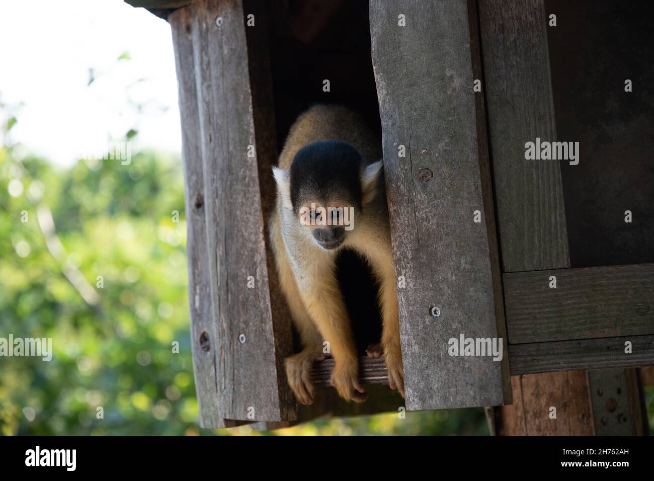 Monkey house zoo hi-res stock photography and images - Alamy