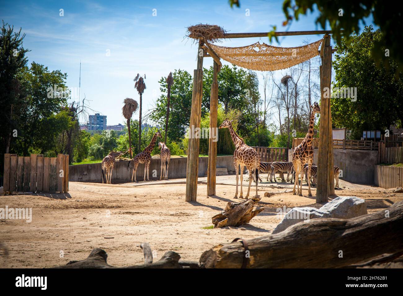 Giraffe at Madrid zoo, Spain. Picture taken – 26 September 2021 Stock ...
