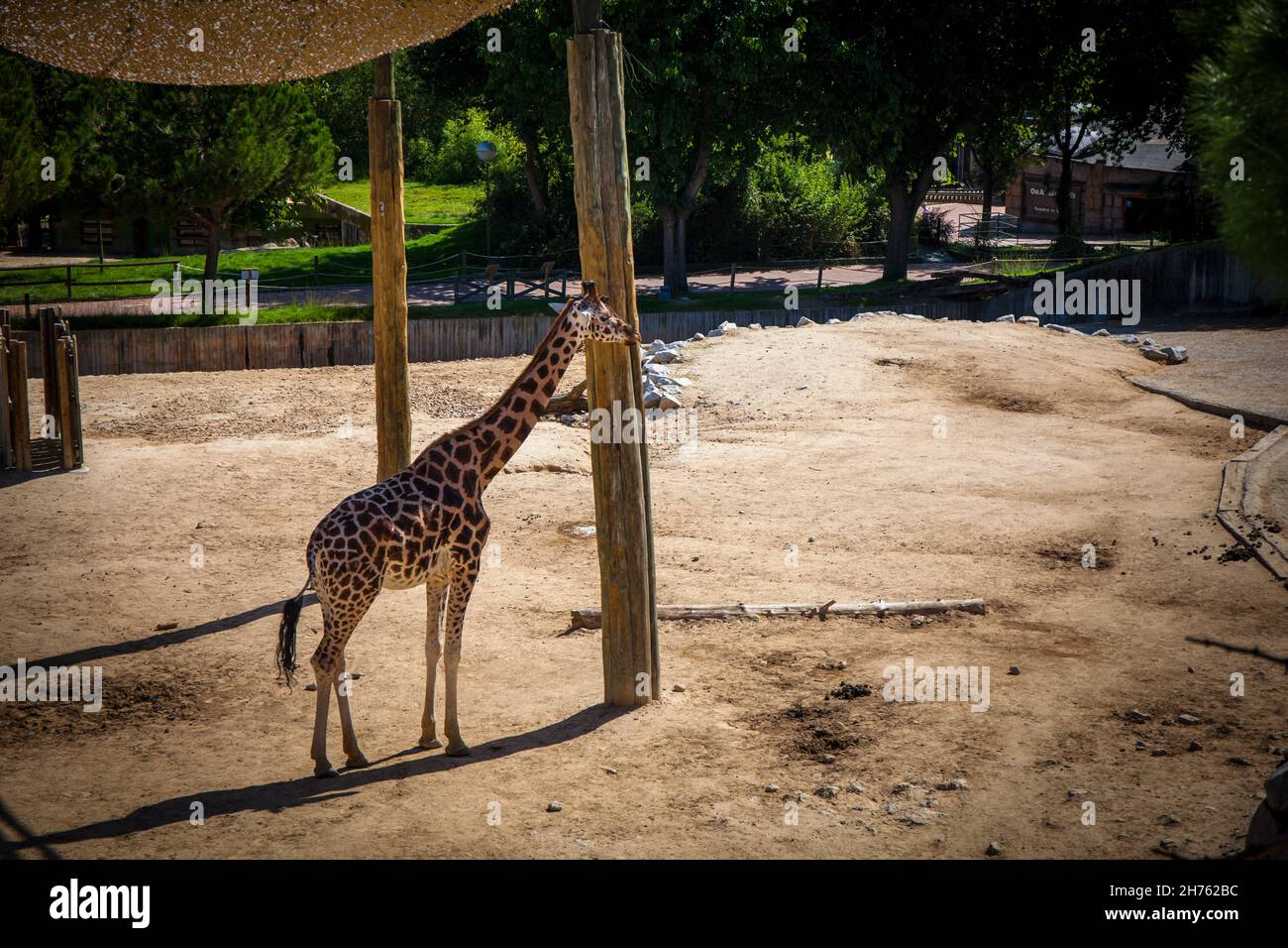 Giraffe at Madrid zoo, Spain. Picture taken – 26 September 2021 Stock ...