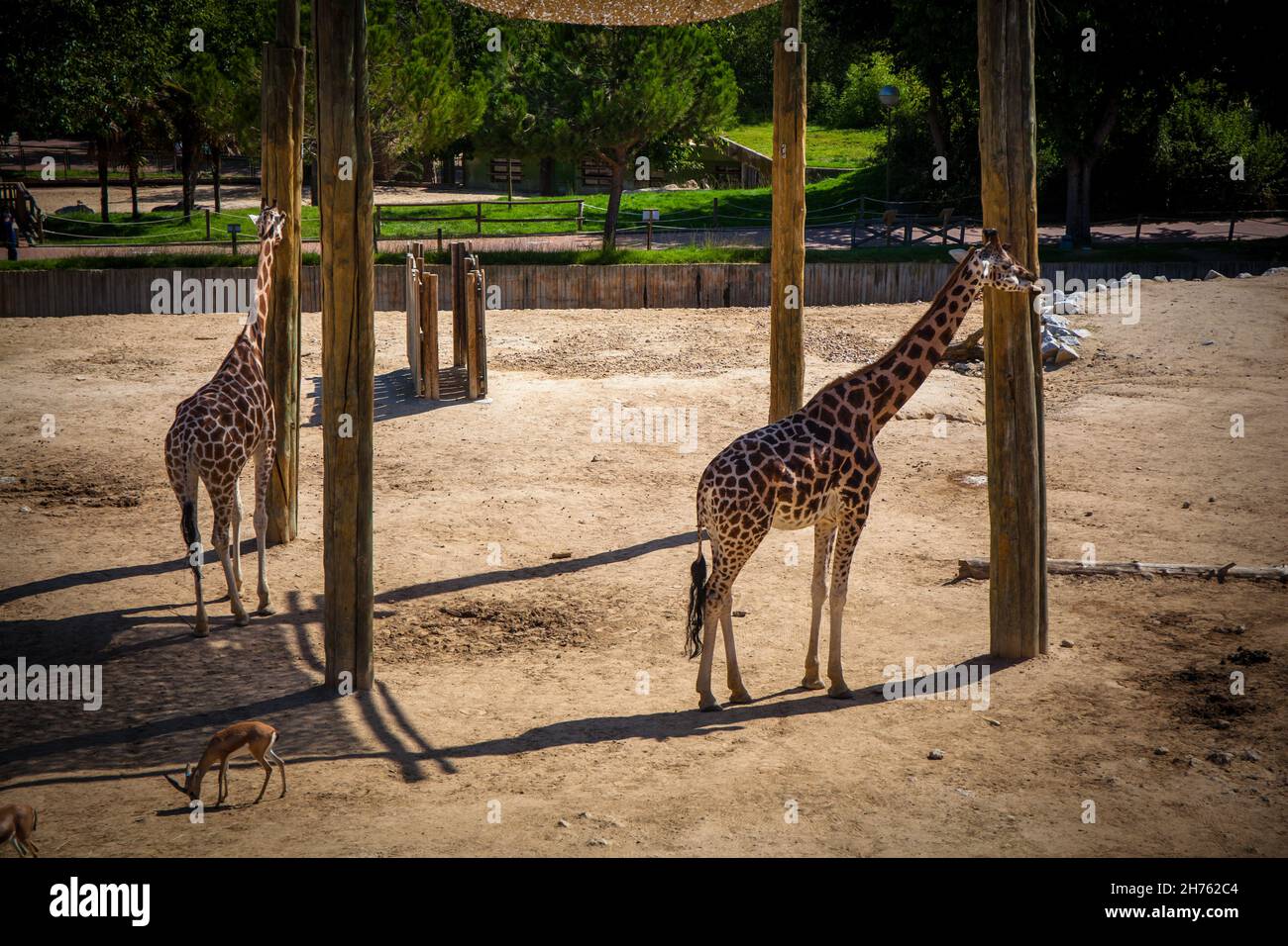 Giraffe at Madrid zoo, Spain. Picture taken – 26 September 2021 Stock ...