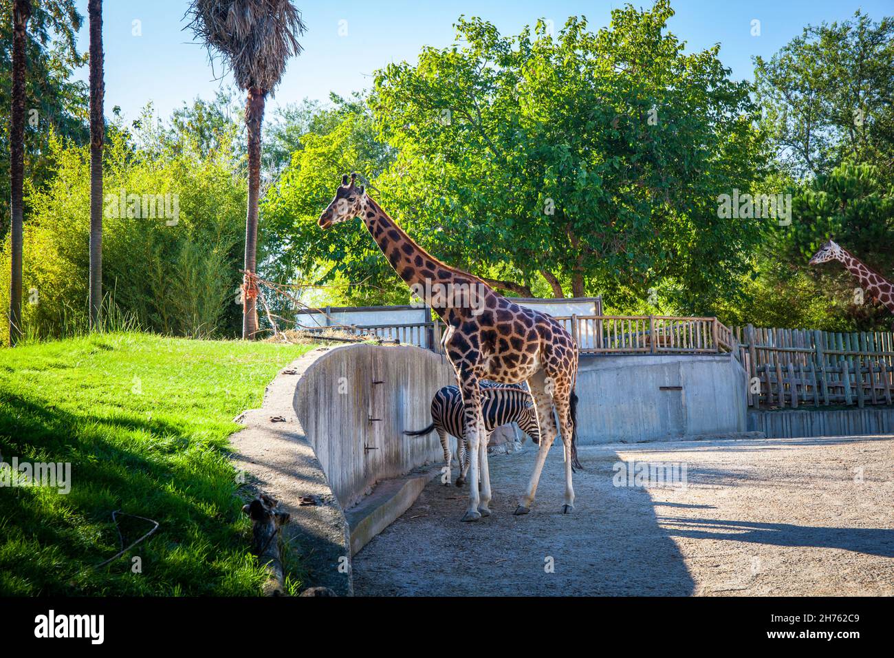 Giraffe at Madrid zoo, Spain. Picture taken – 26 September 2021 Stock ...