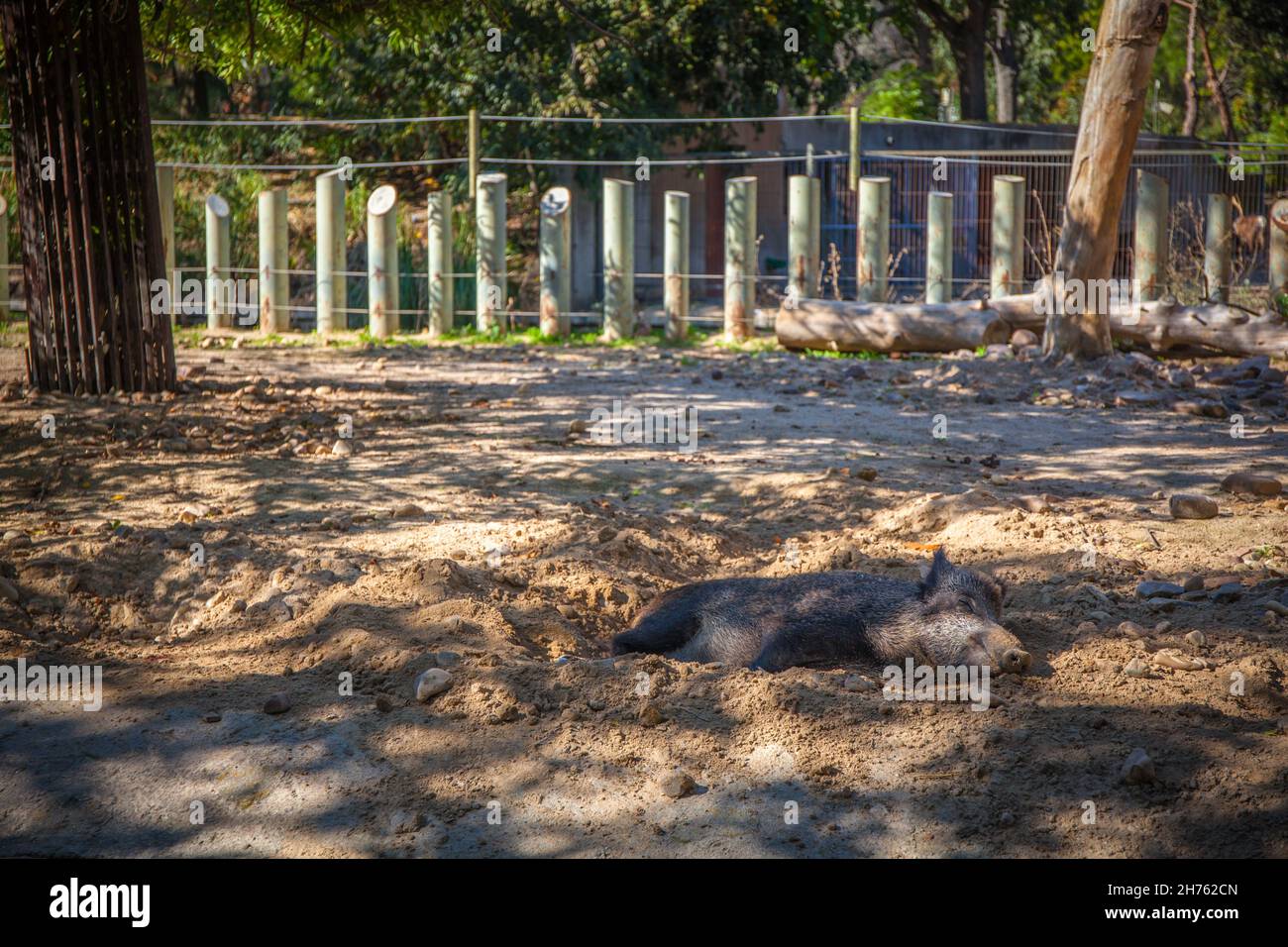 Wild pigs in zoo. Madrid, Spain. Picture taken – 26 September 2021 ...
