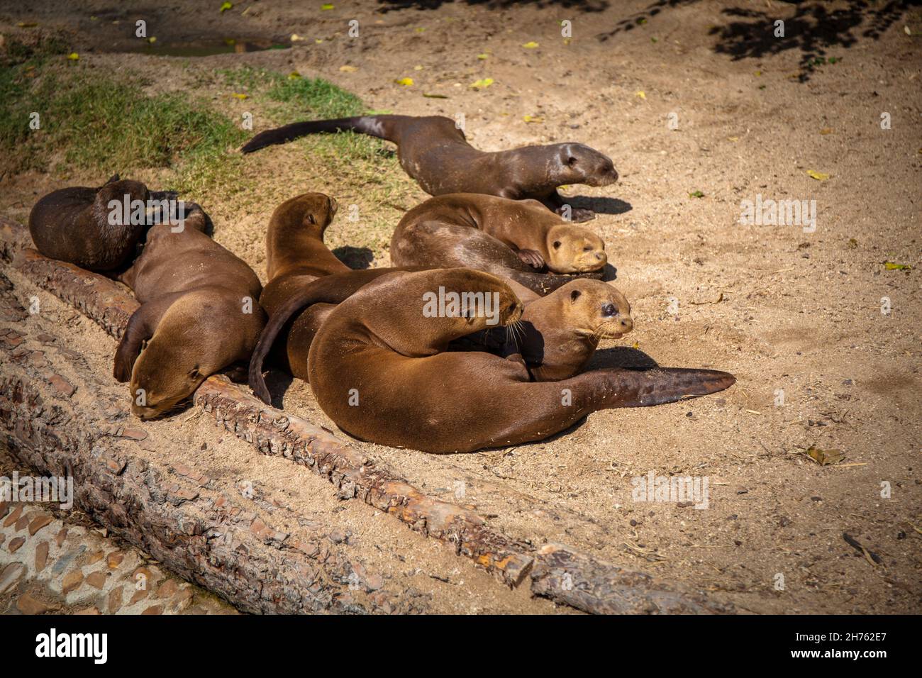 Otters pool zoo hi-res stock photography and images - Alamy