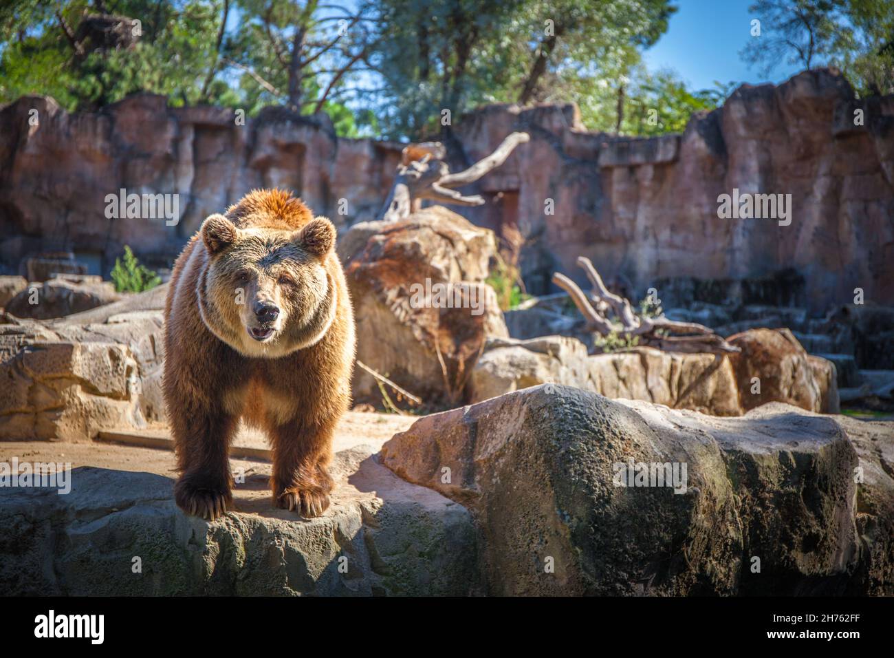 Grizzly bear in Madrid zoo, Spain. Picture taken – 26 September 2021 ...