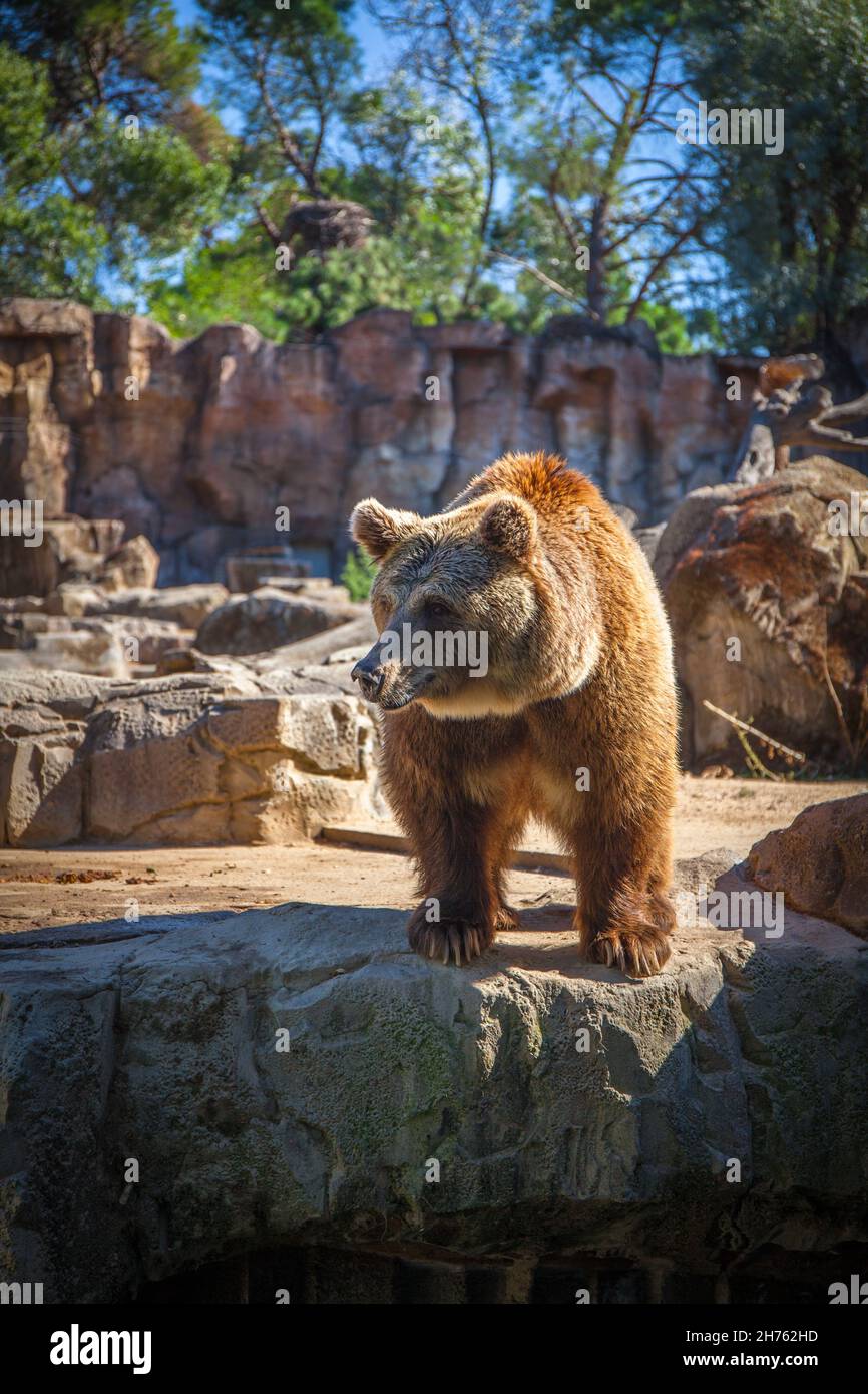Grizzly bear in Madrid zoo, Spain. Picture taken – 26 September 2021 ...