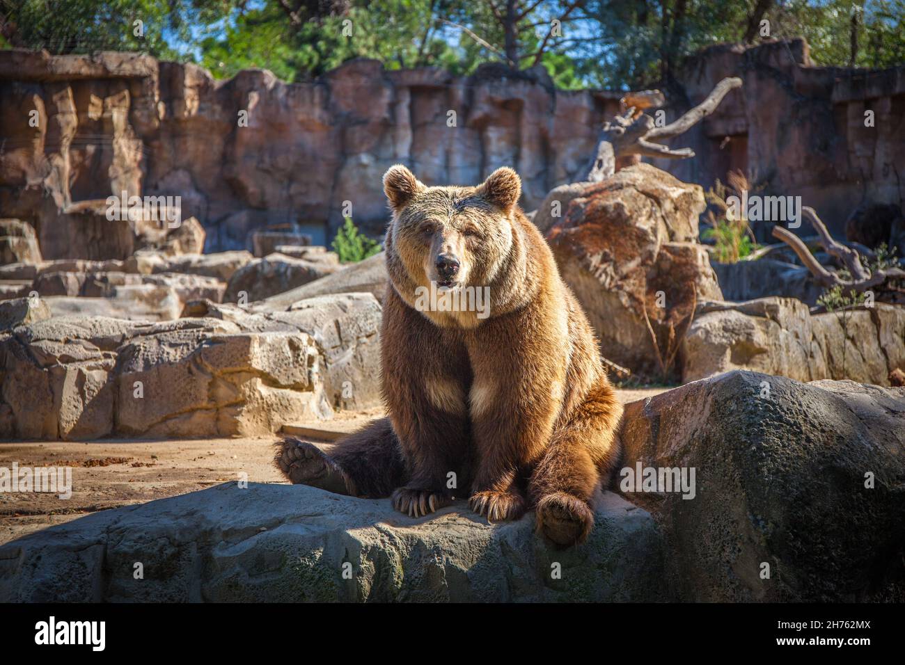 Grizzly bear in Madrid zoo, Spain. Picture taken – 26 September 2021 ...