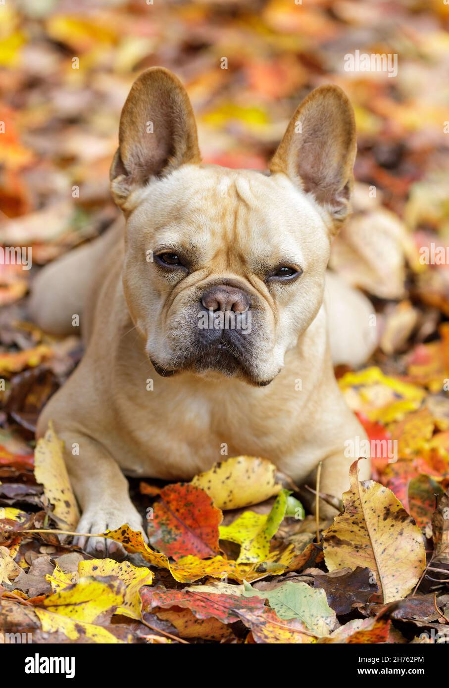 5-Year-Old red tan male French Bulldog lying down splooting with ...
