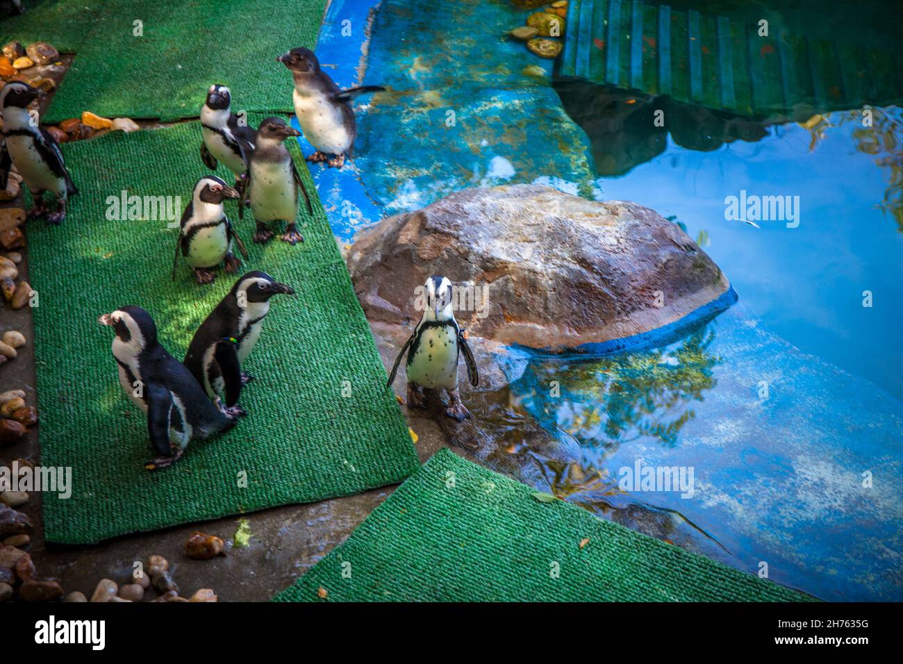 Penguin in zoo. Madrid, Spain. Picture taken – 26 September 2021 Stock ...