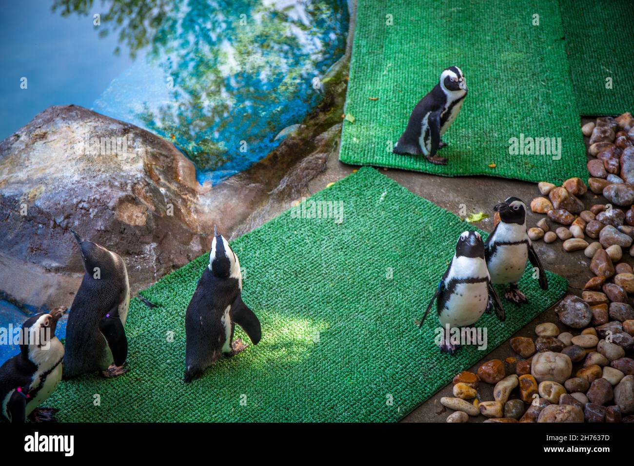 Penguin in zoo. Madrid, Spain. Picture taken – 26 September 2021 Stock ...