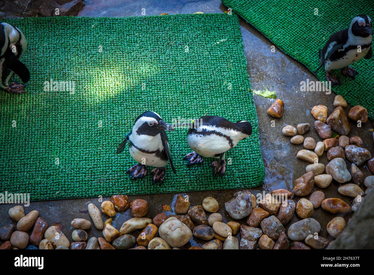 Screaming Penguin High Resolution Stock Photography and Images - Alamy