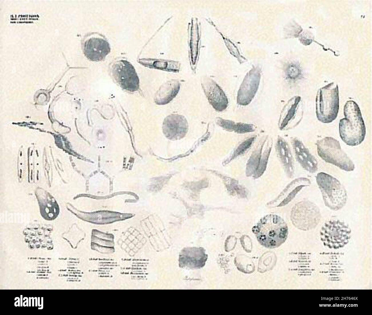 Class Protozoa, order Infusoria Stock Photo - Alamy