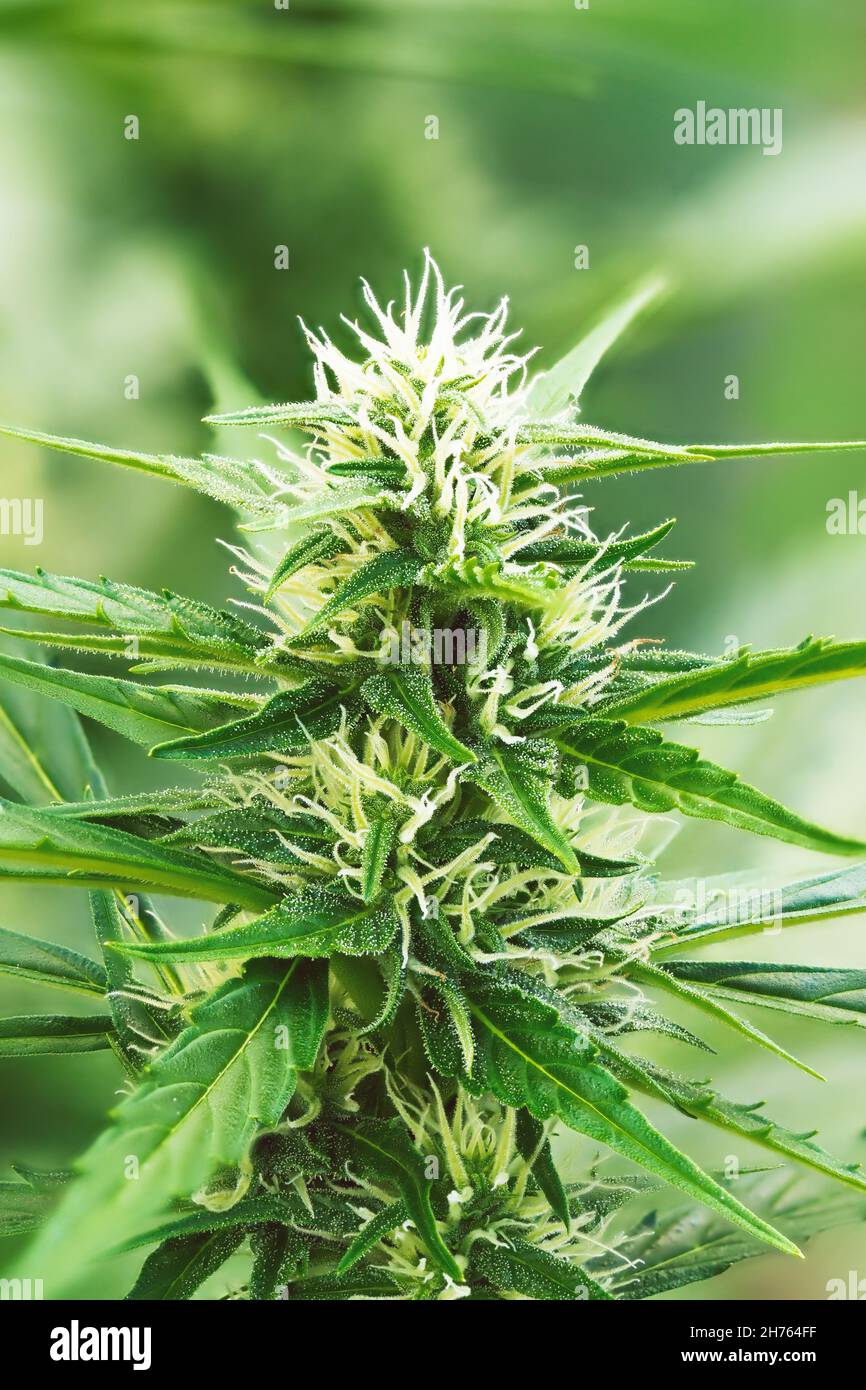 Girl Weed Wallpaper Weeds Ripe Cannabis Plant Hemp. Blooming Female