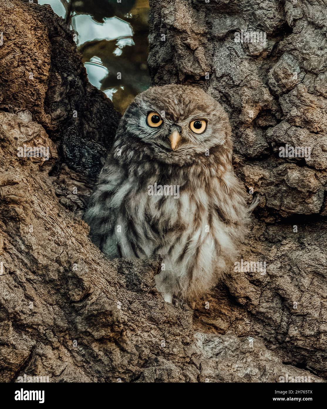 Tawny owl eyes head hi-res stock photography and images - Alamy
