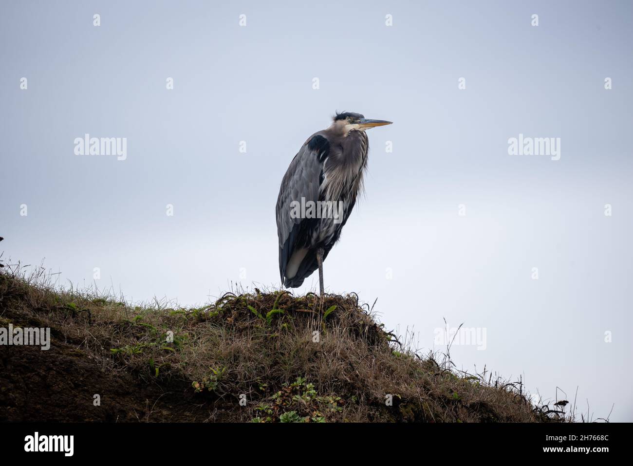 Great blue heron standing on one leg Stock Photo - Alamy
