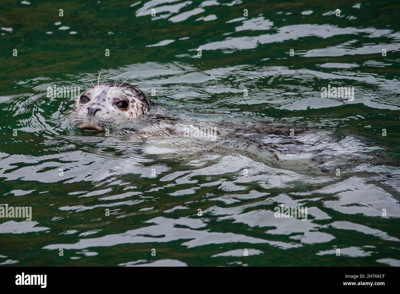 Harbor seal swimming at the surface of the water Stock Photo - Alamy