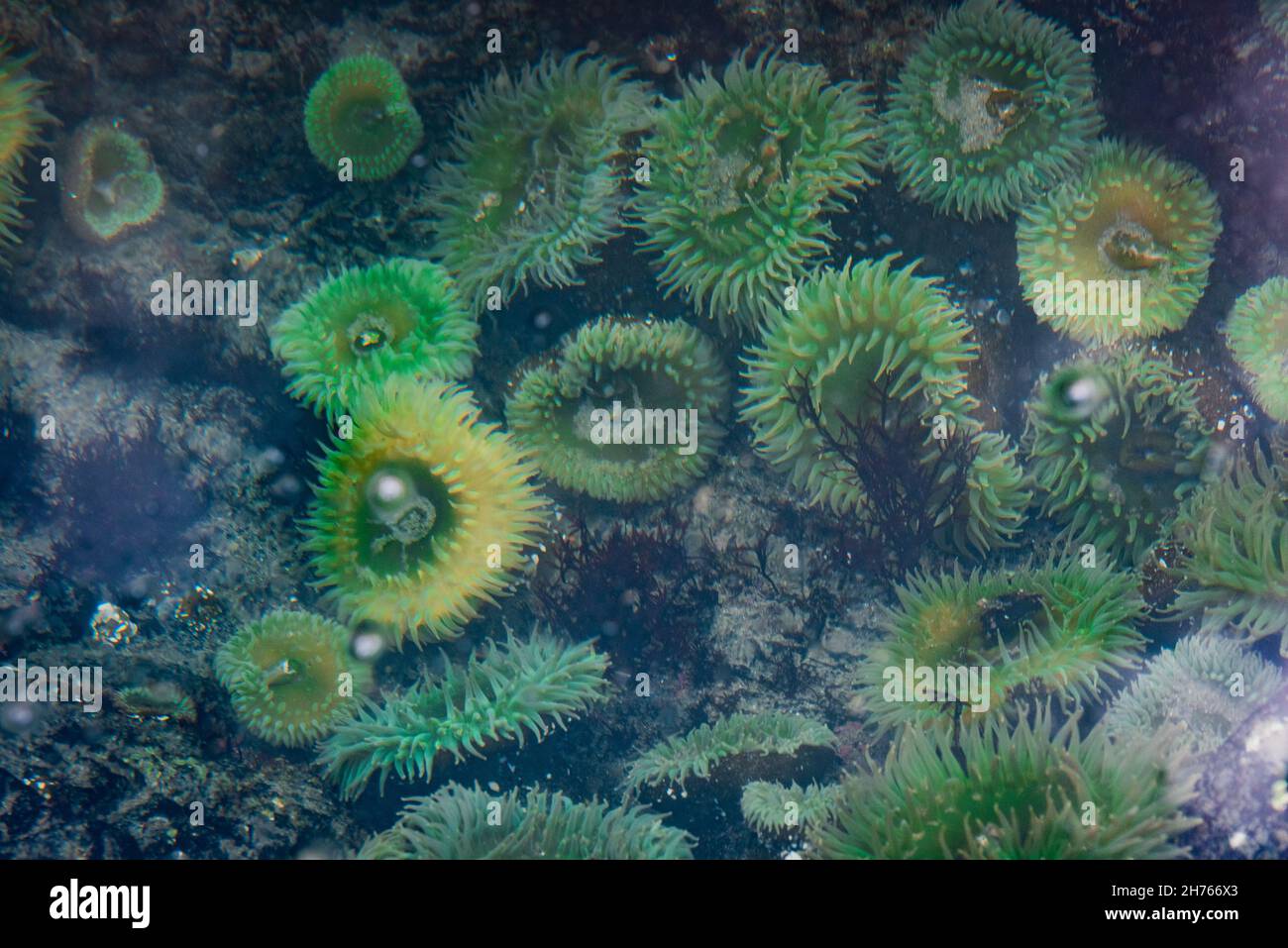 Green see anemones in a tidepool Stock Photo - Alamy