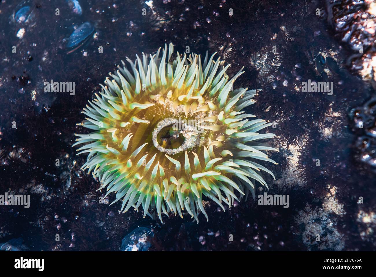 Invertebrate rock pool hi-res stock photography and images - Alamy