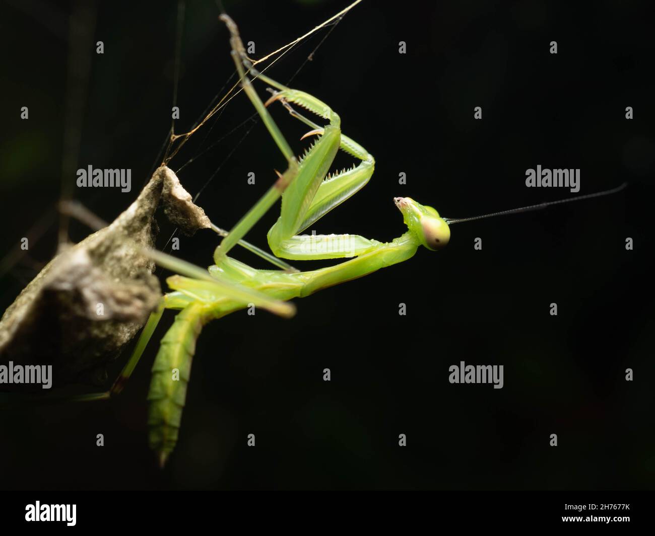 Praying Mantises are an order (Mantodea) of insects that contains over ...