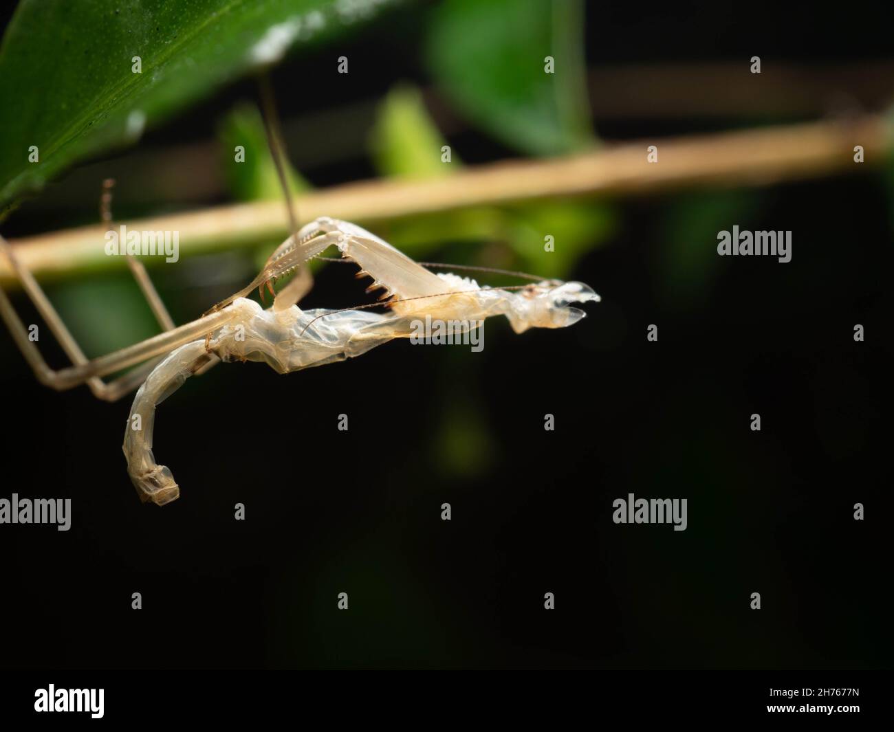 Praying Mantises are an order (Mantodea) of insects that contains over ...