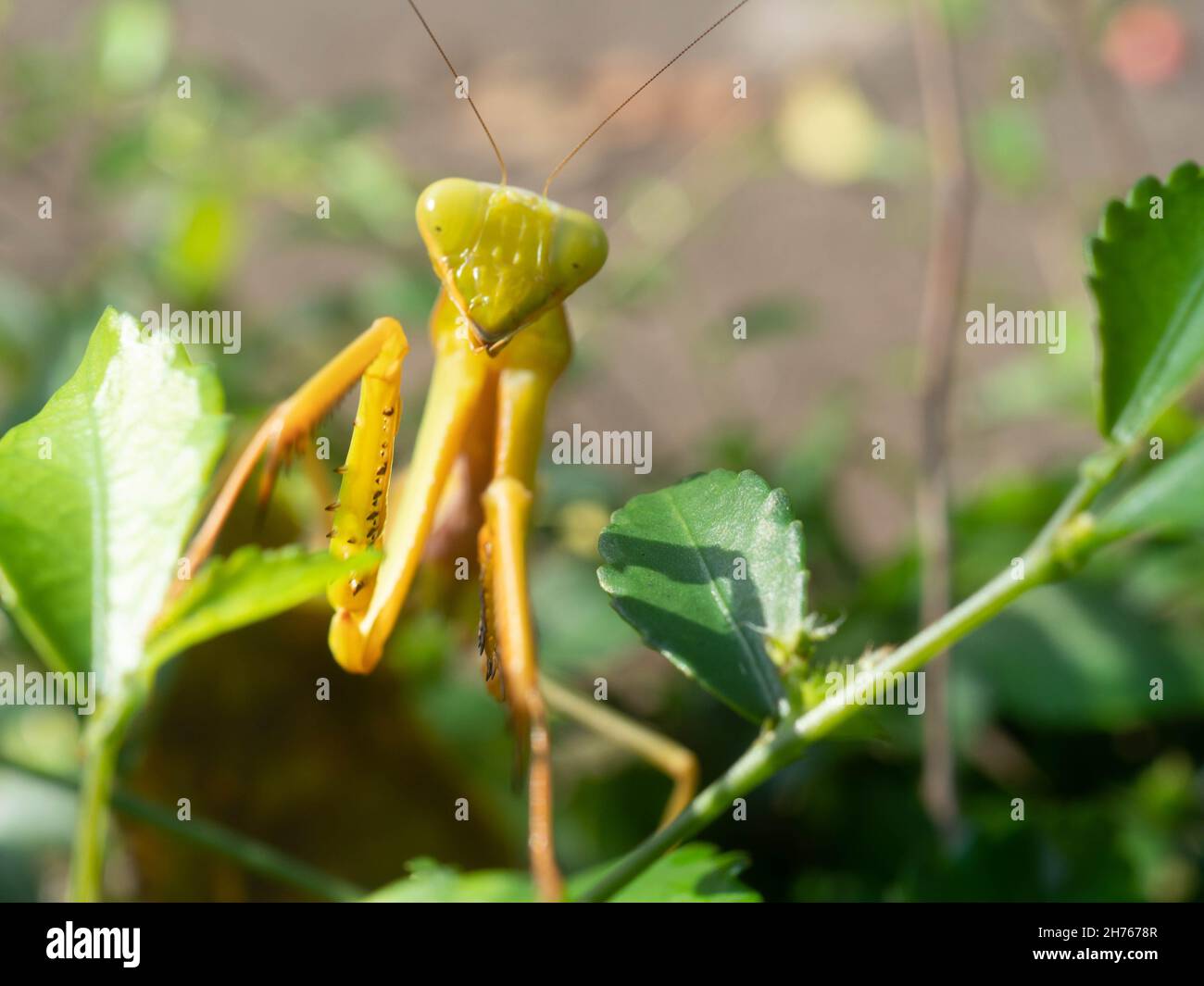 Praying Mantises are an order (Mantodea) of insects that contains over ...