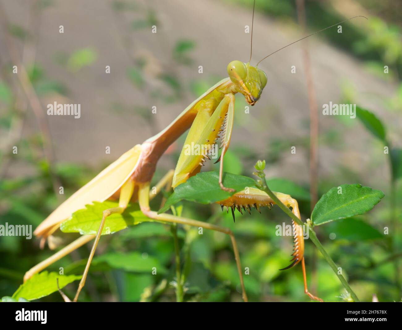 Praying Mantises are an order (Mantodea) of insects that contains over ...