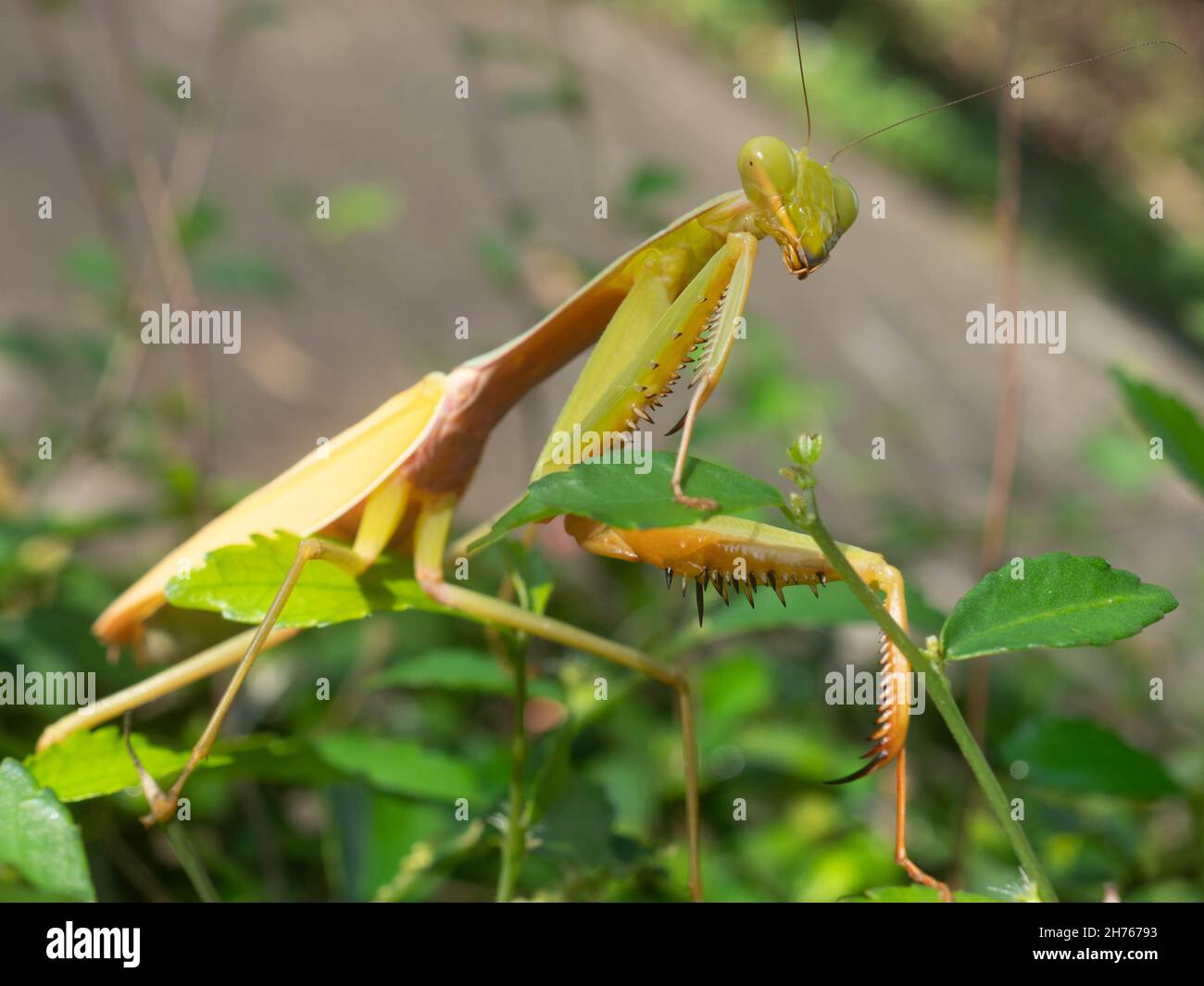 Praying Mantises are an order (Mantodea) of insects that contains over ...